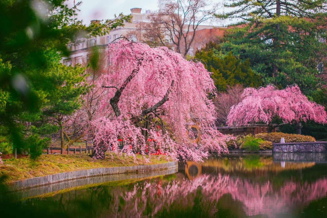8 Best Things to Do in Japan | More Than Cherry Blossoms — Marketing Mind
